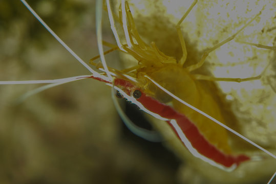 รูปภาพPleocyemata – เลือกดูภาพถ่ายสต็อก เวกเตอร์ และวิดีโอ157 | Adobe Stock