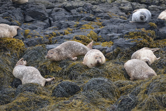 Foche Bilder – Durchsuchen 326 Archivfotos, Vektorgrafiken und Videos ...