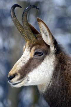 Gemse Images – Browse 41 Stock Photos, Vectors, and Video | Adobe Stock