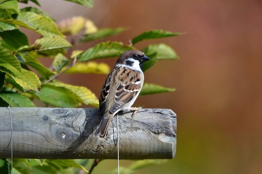 「Feldspatzen」の写真素材 | 41件の無料イラスト画像 | Adobe Stock