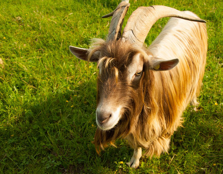 Imagens de Capra – Explore Fotografias do Stock, Vetores e Vídeos de ...