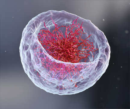 Real Eukaryotic Cell