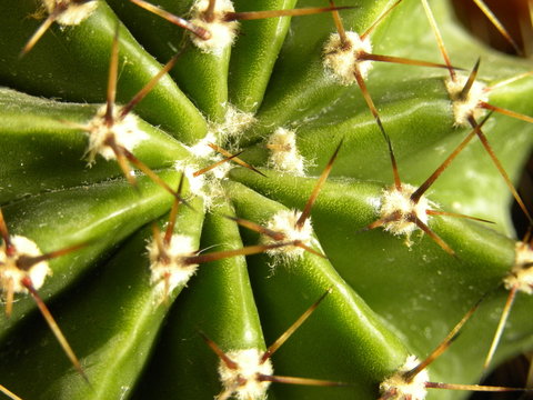 Aculei-Bilder: Stock-Fotos & -Videos. | Adobe Stock