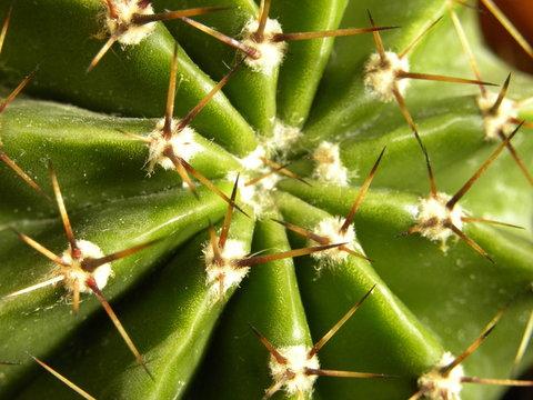 รูปภาพAculei – เลือกดูภาพถ่ายสต็อก เวกเตอร์ และวิดีโอ434 | Adobe Stock