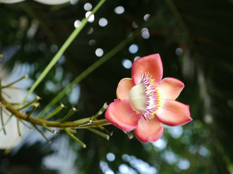 Lecythis Images – Browse 70 Stock Photos, Vectors, and Video | Adobe Stock