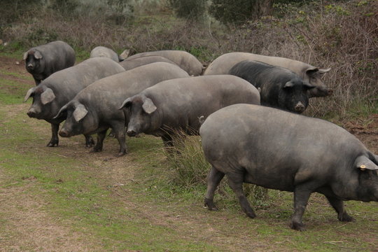 "Black Pigs" Bilder – Durchsuchen 502 Archivfotos, Vektorgrafiken und ...