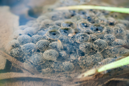 「Froschlaich」の画像 - 513 件の Stock 写真、ベクターおよびビデオ | Adobe Stock