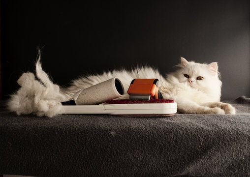 Shedding Images – Browse 718,766 Stock Photos, Vectors, and Video ...