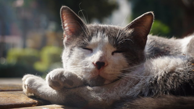 Kedi-Bilder: Stock-Fotos & -Videos. | Adobe Stock