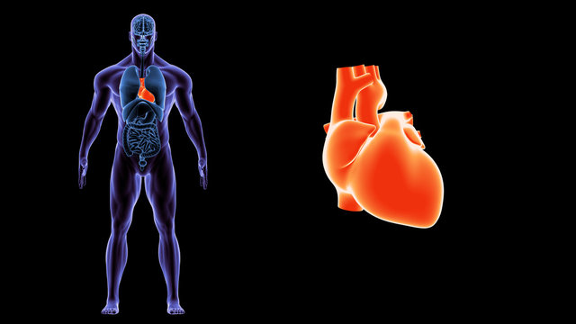 รูปภาพInflammated – เลือกดูภาพถ่ายสต็อก เวกเตอร์ และวิดีโอ92 | Adobe Stock