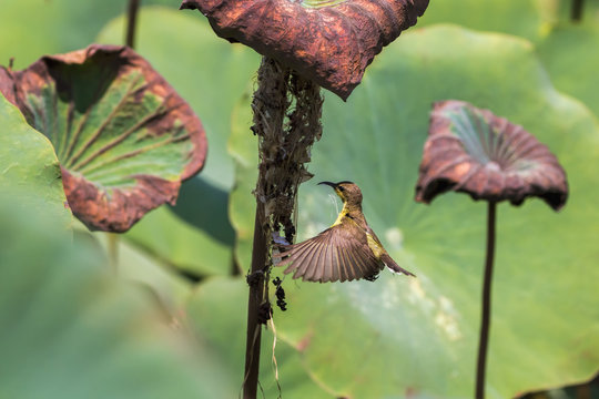 Tamsi Images – Browse 26 Stock Photos, Vectors, and Video | Adobe Stock