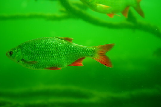 Rotfeder Images – Browse 155 Stock Photos, Vectors, and Video | Adobe Stock