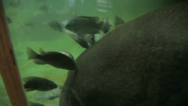 รูปภาพHexaprotodon – เลือกดูภาพถ่ายสต็อก เวกเตอร์ และวิดีโอ356 | Adobe ...