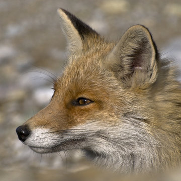 รูปภาพPollino – เลือกดูภาพถ่ายสต็อก เวกเตอร์ และวิดีโอ998 | Adobe Stock