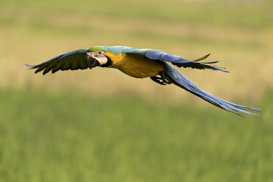 รูปภาพLong-Tail – เลือกดูภาพถ่ายสต็อก เวกเตอร์ และวิดีโอ41,627 | Adobe ...