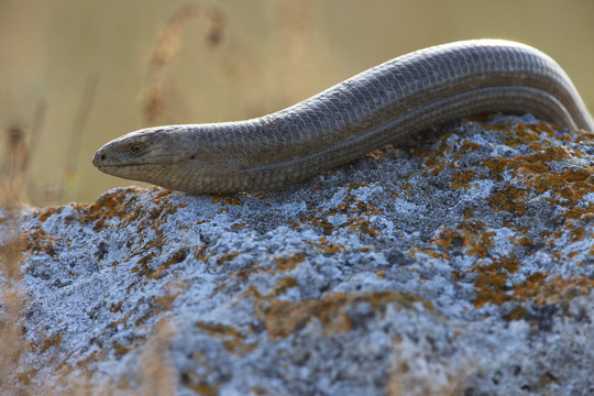 Ophisaurus bilder – Bläddra bland 123 stockfoton, vektorer och videor ...