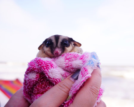 74 BEST Patagium IMAGES, STOCK PHOTOS & VECTORS | Adobe Stock