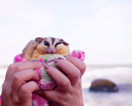 74 BEST Patagium IMAGES, STOCK PHOTOS & VECTORS | Adobe Stock