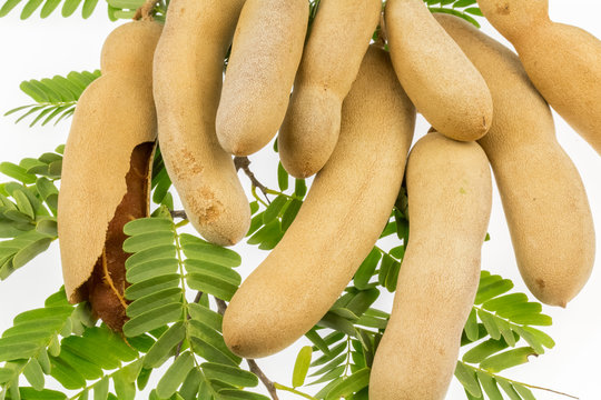 รูปภาพTamarine – เลือกดูภาพถ่ายสต็อก เวกเตอร์ และวิดีโอ146 | Adobe Stock