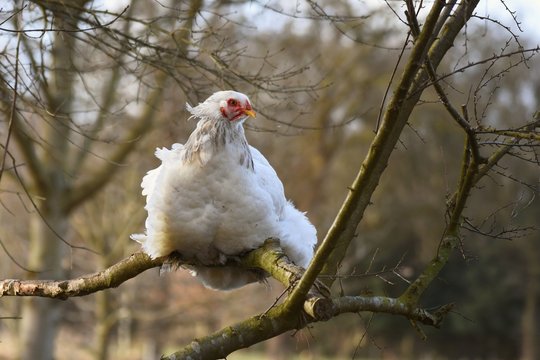 「Riesenhuhn」の画像 - 66 件の Stock 写真、ベクターおよびビデオ | Adobe Stock