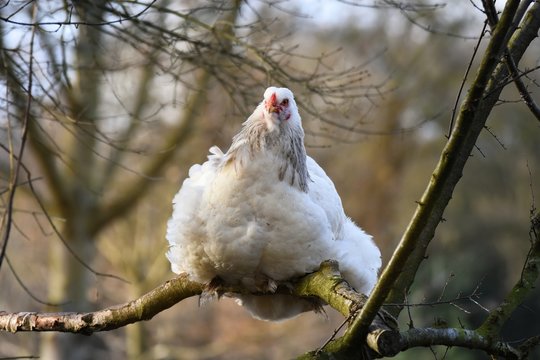 LAS 67 MEJORES IMÁGENES, FOTOS DE ARCHIVO Y VECTORES DE Riesenhuhn ...