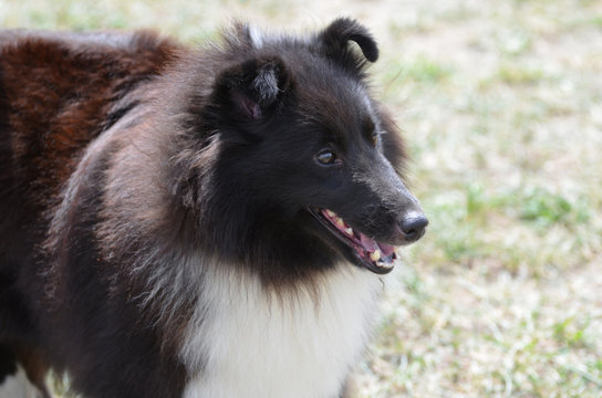 "Miniature Collie" Images – Browse 58 Stock Photos, Vectors, and Video ...