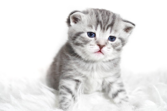 รูปภาพTabby – เลือกดูภาพถ่ายสต็อก เวกเตอร์ และวิดีโอ531,014 | Adobe Stock