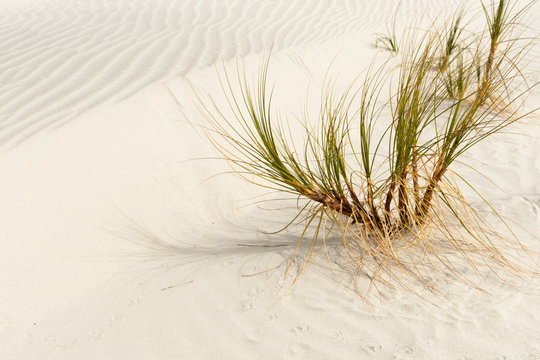 「Pingao」の写真素材 | 48件の無料イラスト画像 | Adobe Stock