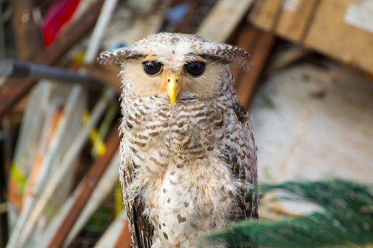 49 BEST Malayo IMAGES, STOCK PHOTOS & VECTORS | Adobe Stock