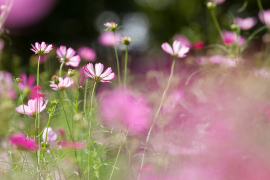 รูปภาพFlowre – เลือกดูภาพถ่ายสต็อก เวกเตอร์ และวิดีโอ133 | Adobe Stock
