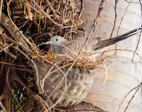 Kurokutok Bilder – Durchsuchen 1,578 Archivfotos, Vektorgrafiken und ...