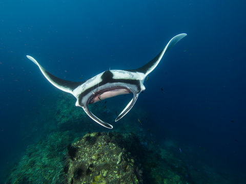 Putzerfisch Bilder – Durchsuchen 2,842 Archivfotos, Vektorgrafiken und ...