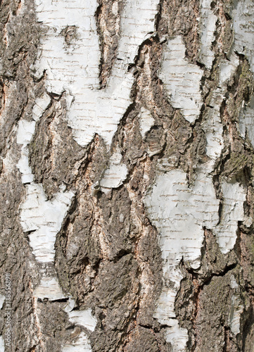 "Birke, Birkenrinde, Betula" Stockfotos und lizenzfreie Bilder auf ...