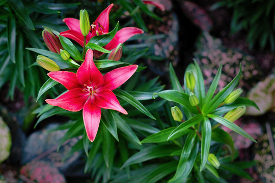 Lillys Images – Browse 211 Stock Photos, Vectors, and Video | Adobe Stock