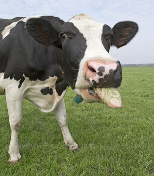 Imágenes de Cowhead: descubre bancos de fotos, ilustraciones, vectores ...