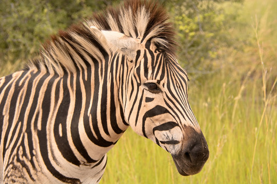 รูปภาพSingle-Hoofed – เลือกดูภาพถ่ายสต็อก เวกเตอร์ และวิดีโอ113 | Adobe ...