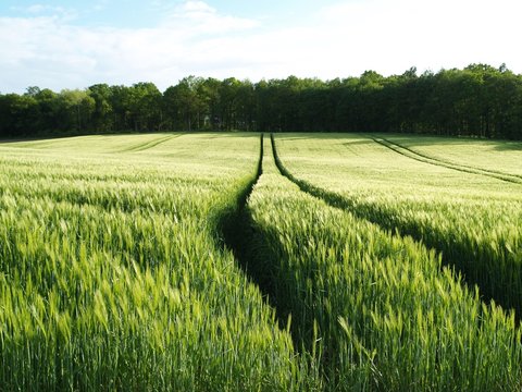 Wheet Images – Browse 1,152 Stock Photos, Vectors, and Video | Adobe Stock