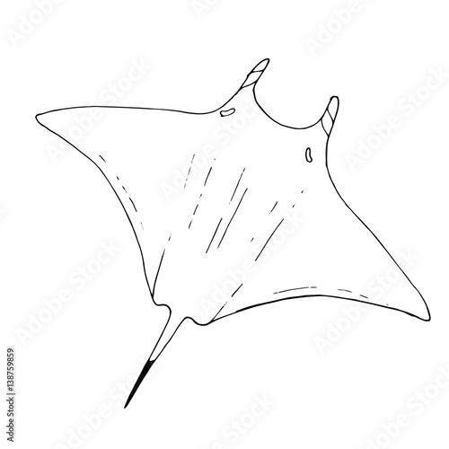 "Vector stingray, ray fish illustration. Animal in the wild - hand ...
