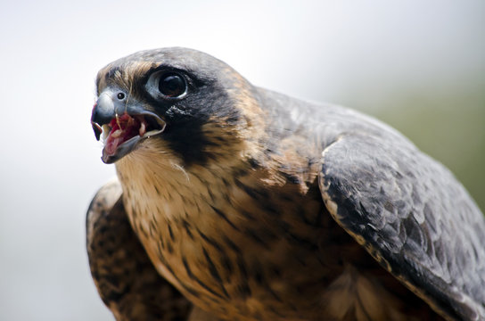 "Hobby Falcon" Images – Browse 57 Stock Photos, Vectors, and Video ...