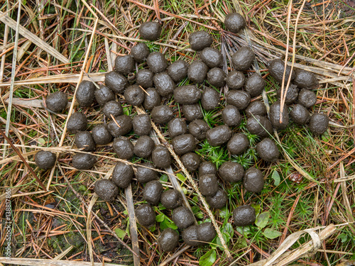 "roe deer droppings" Stock photo and royalty-free images on Fotolia.com ...