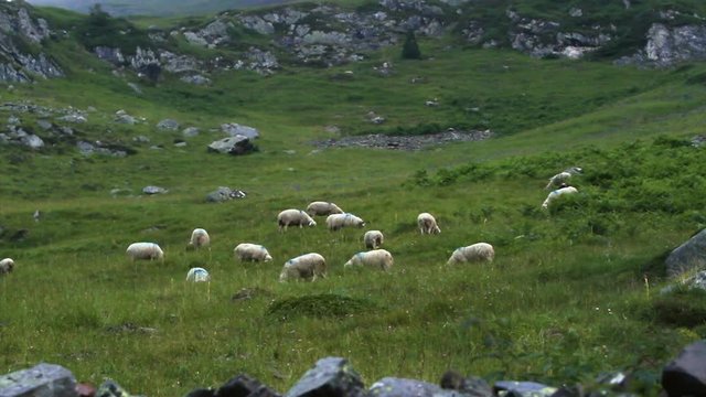 Brebis Images – Browse 6,431 Stock Photos, Vectors, and Video | Adobe Stock