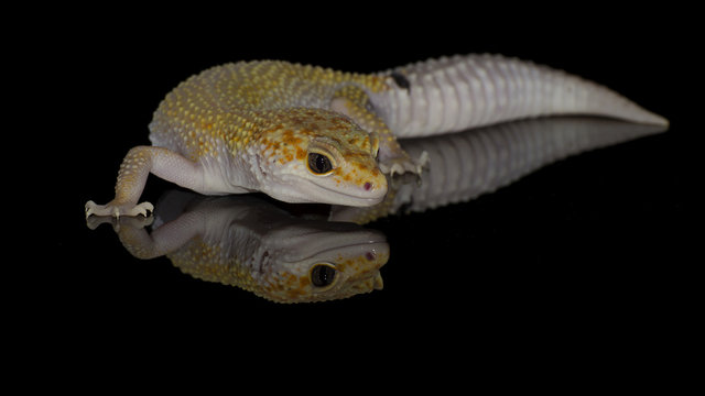 Tangerine Enigma Leopard Gecko