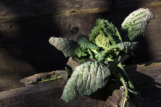 Kopfkohl 影像 – 瀏覽 201 個素材庫相片、向量圖和影片 | Adobe Stock