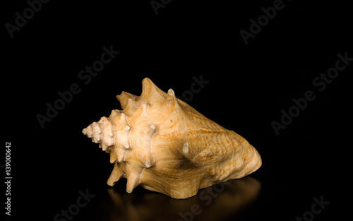 "ракушка" Stock photo and royalty-free images on Fotolia.com - Pic ...