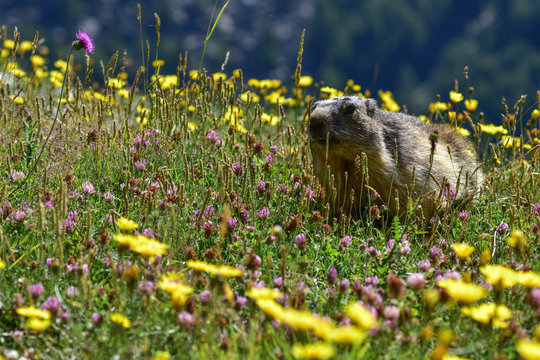 Pisk Images – Browse 16 Stock Photos, Vectors, and Video | Adobe Stock