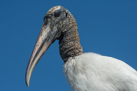 "Wood Stork" Images – Browse 3,920 Stock Photos, Vectors, and Video ...