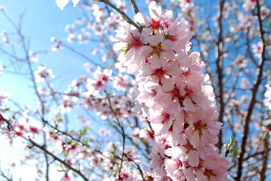 รูปภาพMelocotonero – เลือกดูภาพถ่ายสต็อก เวกเตอร์ และวิดีโอ385 | Adobe ...