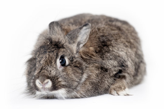 "House Rabbit" Images – Browse 355 Stock Photos, Vectors, and Video ...