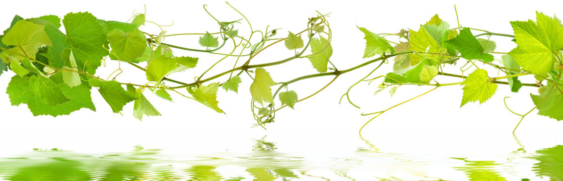 Pampres Images – Parcourir 722 le catalogue de photos, vecteurs et ...