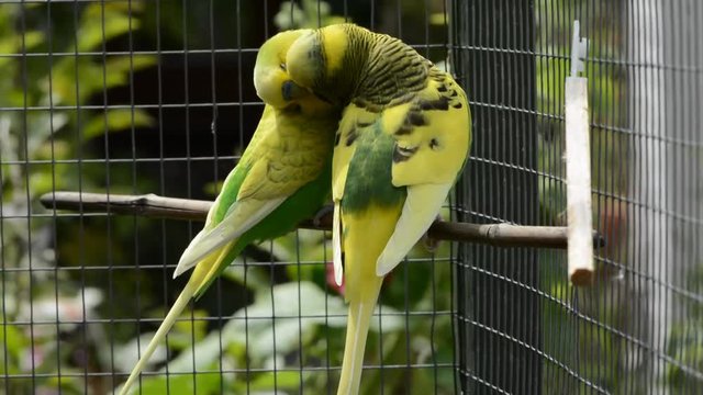 Canoodle Images – Browse 835 Stock Photos, Vectors, and Video | Adobe Stock